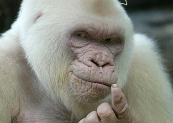 O Macaco Branco [1925] - fundingdevelopers